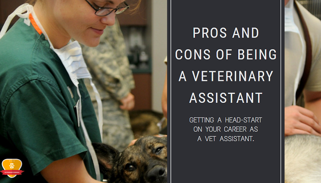 17 Pros And Cons Of Being A Veterinary Assistant